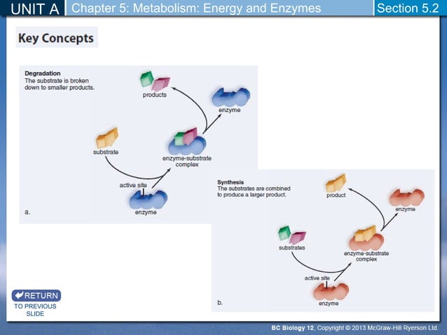 Biology 12 - Enzymes and Metabolic Pathways - Section 5-2 | PPT