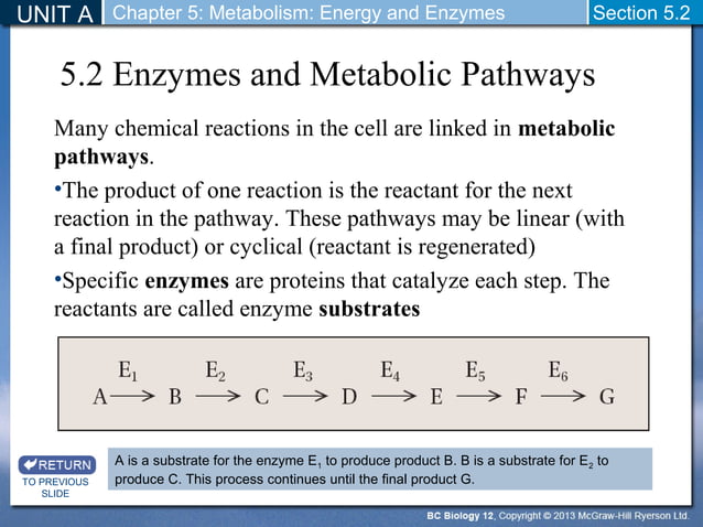 Biology 12 - Enzymes and Metabolic Pathways - Section 5-2 | PPT