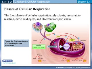 Biology 12 - Cellular Respiration - Section 6-1 | PPT