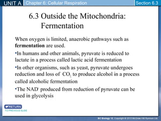 Biology 12 - Glycolysis and Fermentation - Section 6-2 and 6-3 | PPT