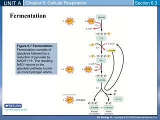 Biology 12 - Glycolysis and Fermentation - Section 6-2 and 6-3 | PPT