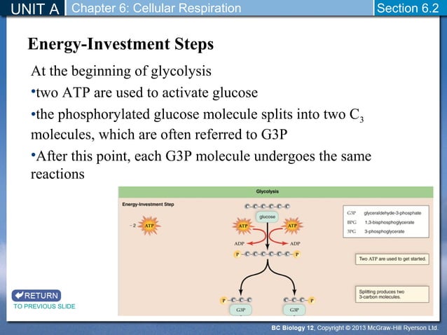 Biology 12 - Glycolysis and Fermentation - Section 6-2 and 6-3 | PPT ...