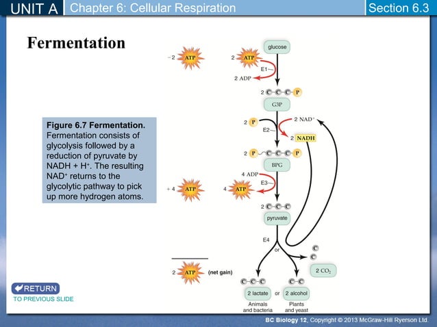 Biology 12 - Glycolysis and Fermentation - Section 6-2 and 6-3