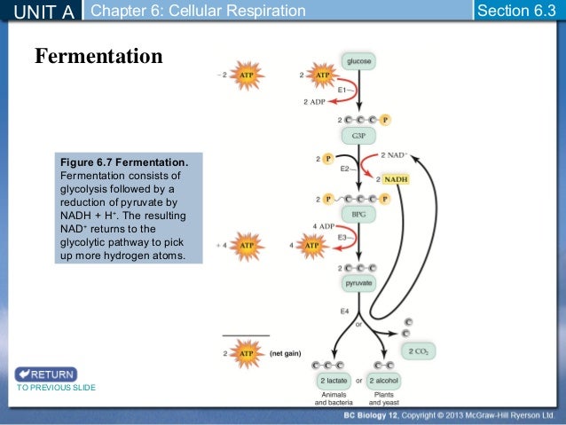 Biology 12 - Glycolysis and Fermentation - Section 6-2 and 6-3