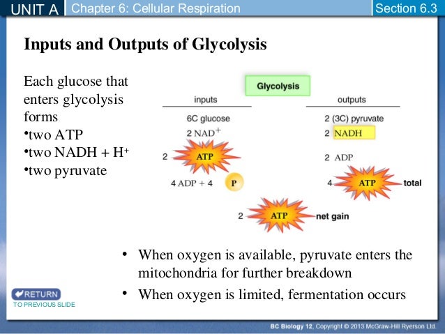 Biology 12 - Glycolysis and Fermentation - Section 6-2 and 6-3