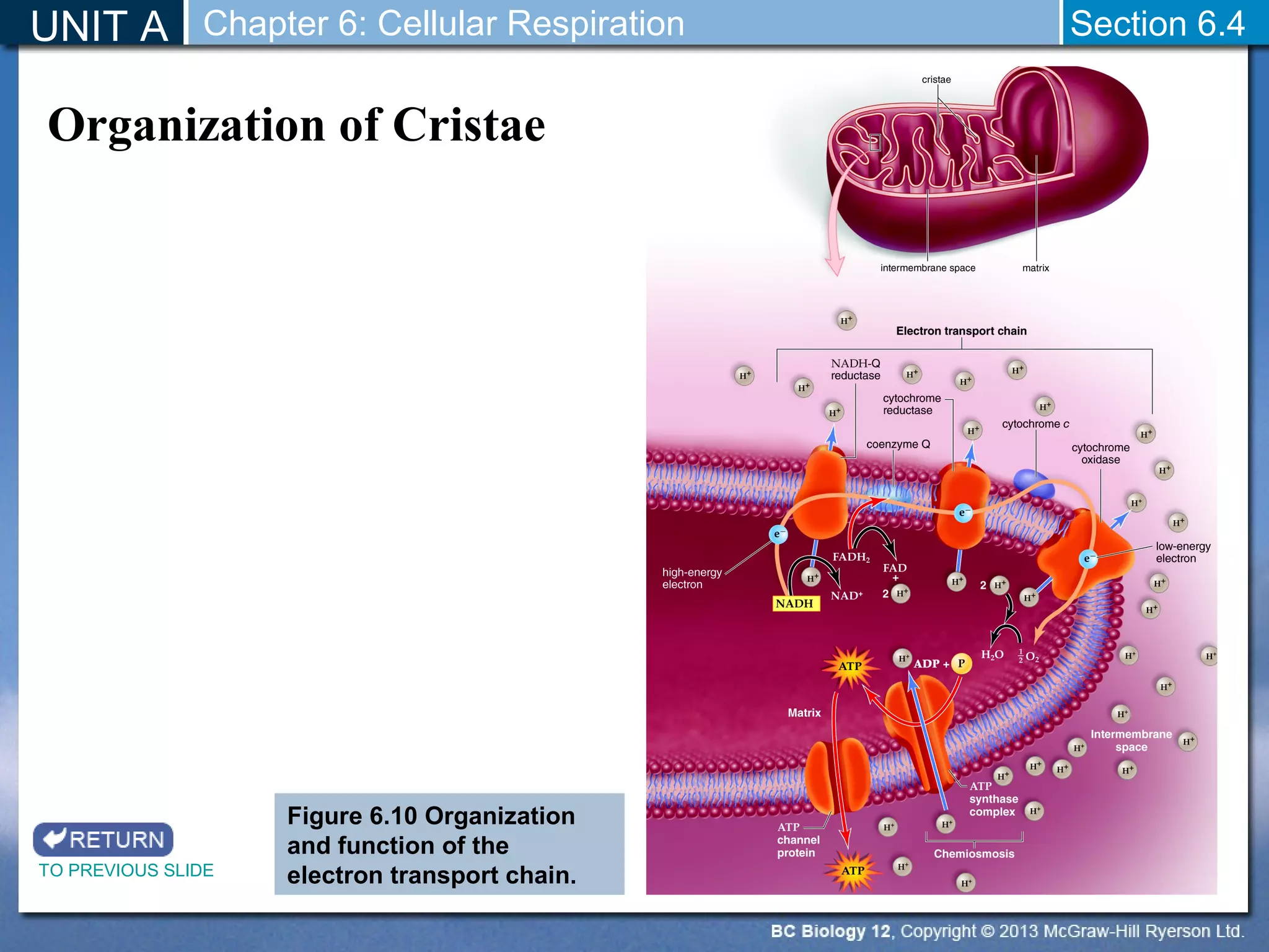 Biology 12 - Inside the Mitochondria - Section 6-4 | PPT