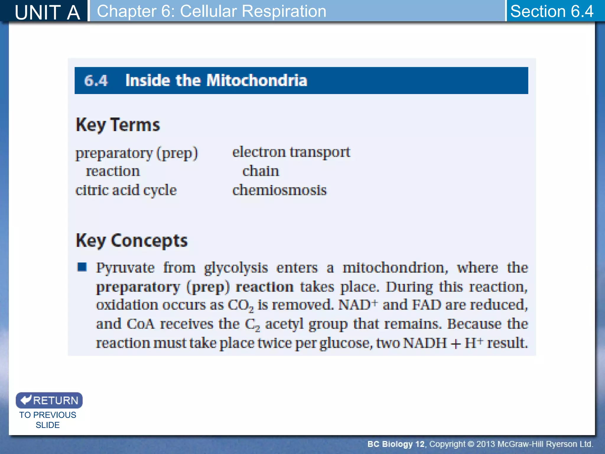 Biology 12 - Inside the Mitochondria - Section 6-4 | PPT