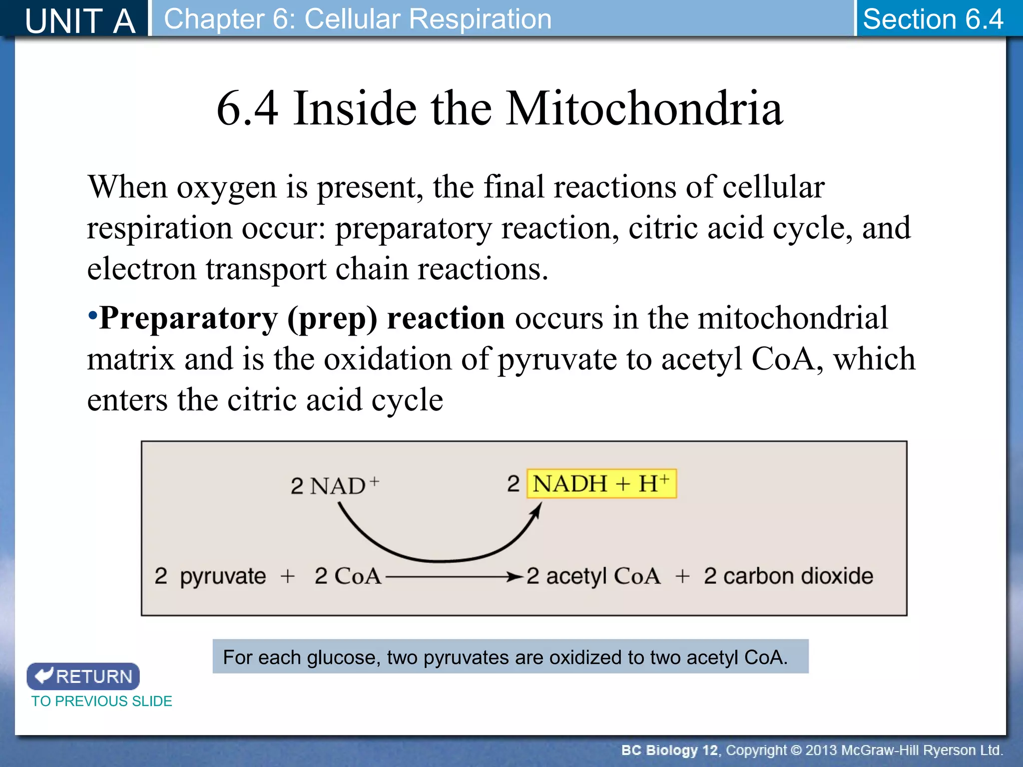 Biology 12 - Inside the Mitochondria - Section 6-4 | PPT