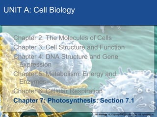 Biology 12 - Photosynthesis - Section 7-1 | PPT