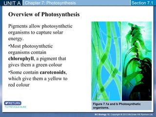 Biology 12 - Photosynthesis - Section 7-1 | PPT