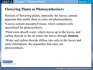 Biology 12 - Photosynthesis - Section 7-1 | PPT