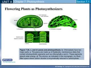 Biology 12 - Photosynthesis - Section 7-1 | PPT