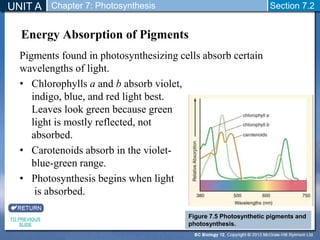 Biology 12 - Solar Energy Converters - Section 7-2 | PPT