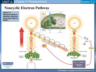 Biology 12 - Solar Energy Converters - Section 7-2 | PPT