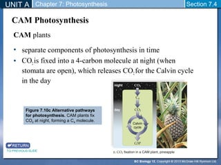 Biology 12 - Alternative Pathways to Photosynthesis - Section 7-4 and 7 ...