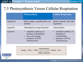 Biology 12 - Alternative Pathways to Photosynthesis - Section 7-4 and 7 ...