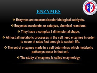 Enzymes | PPT