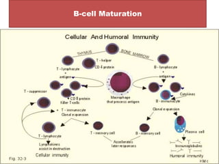 Antigen,Immunoglobulin And B Cell Maturation Activation Differentiation ...
