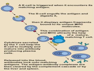 Antigen,Immunoglobulin And B Cell Maturation Activation Differentiation.pptx