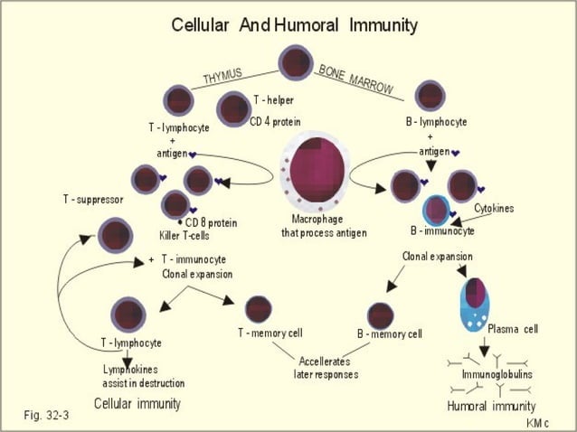 B cell immunodeficiency done by my LORD JESUS | PPT