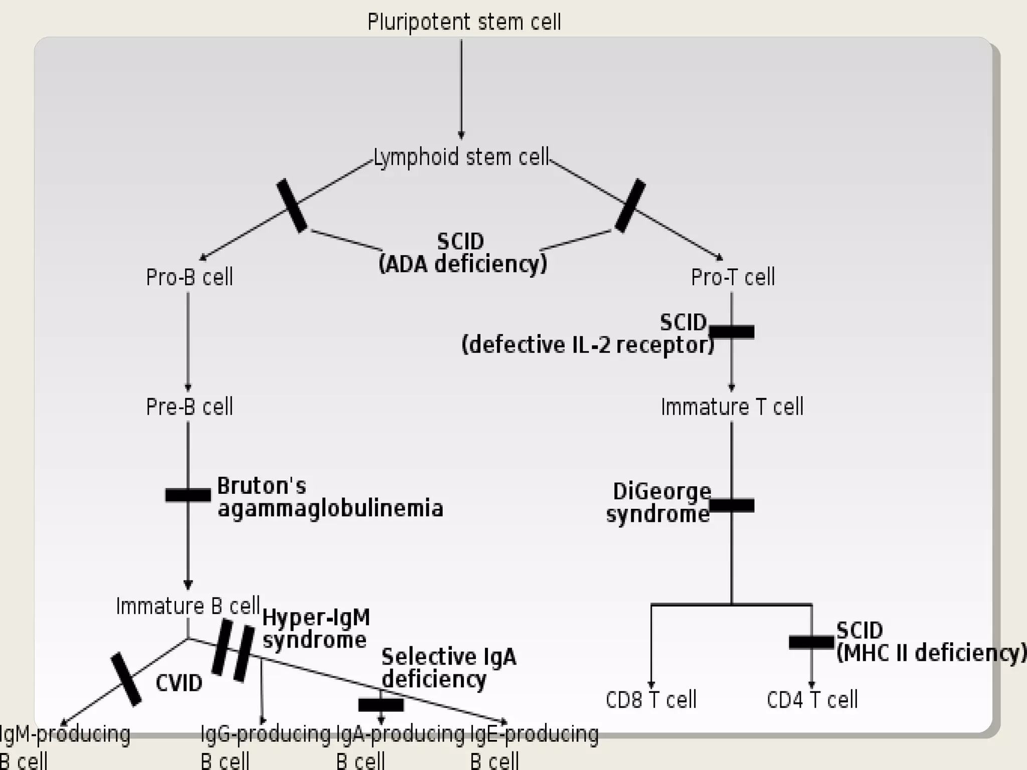 B cell(Immunology) | PPT