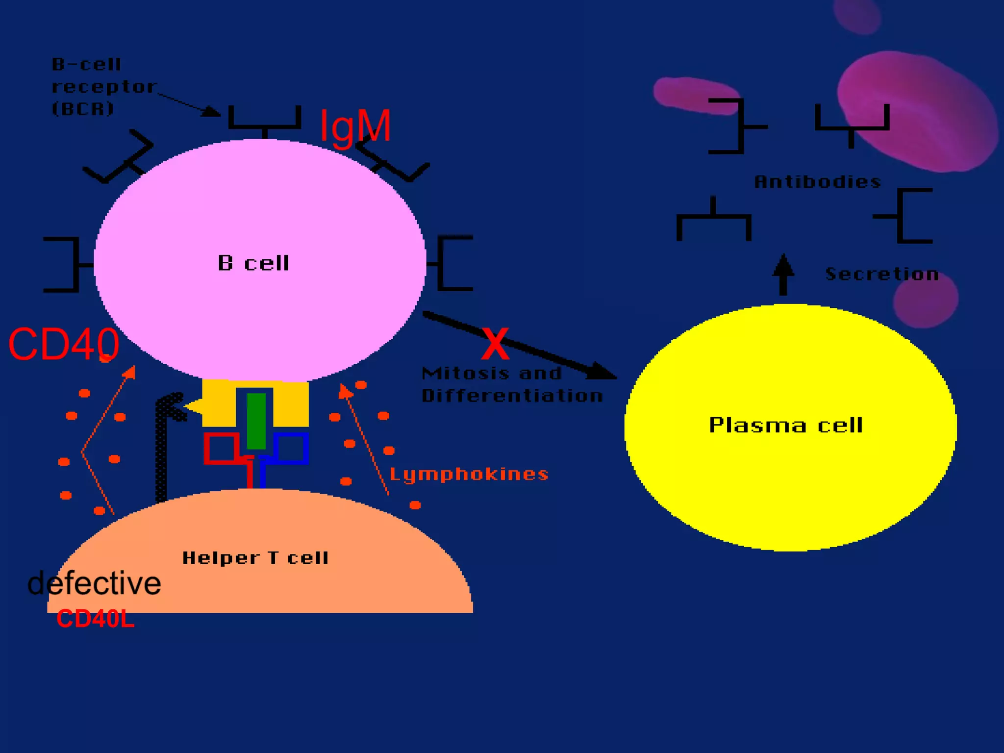 B cell(Immunology) | PPT