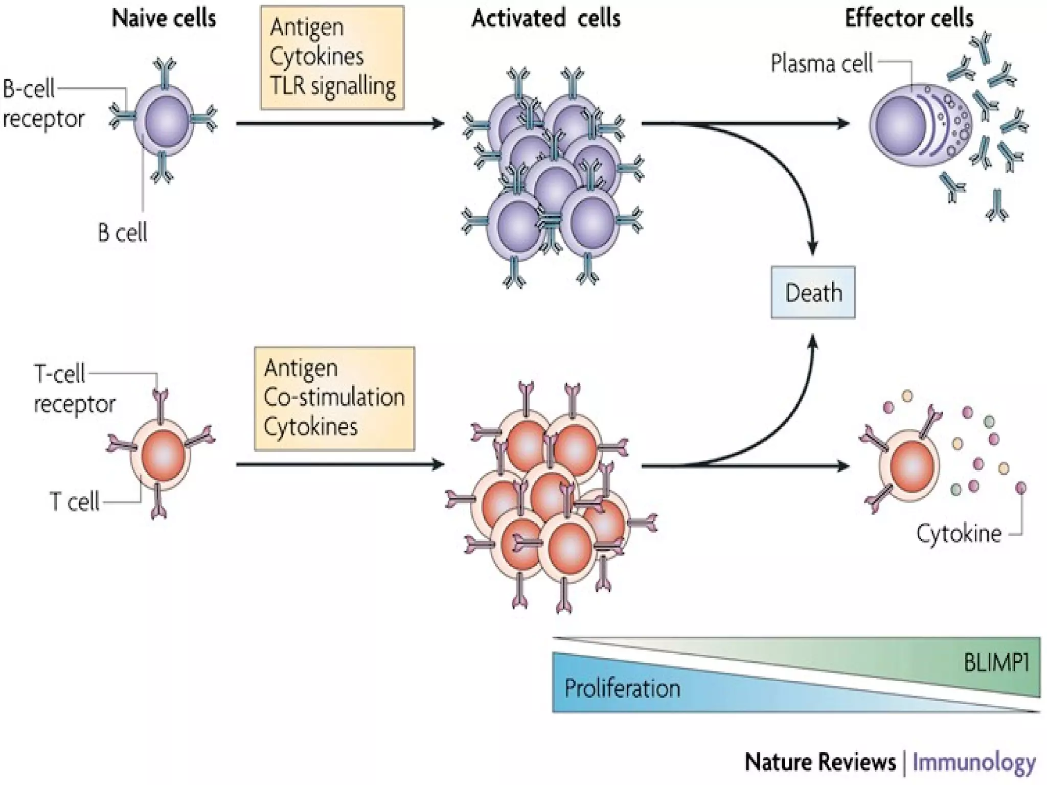 B cell(Immunology) | PPT