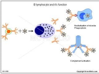 B cell(Immunology) | PPT