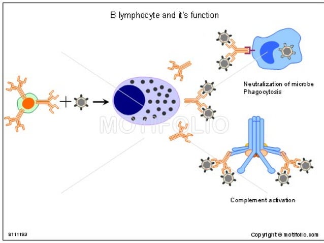 B cell(Immunology) | PPT