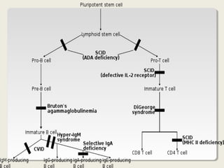 B cell(Immunology) | PPT