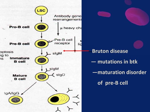 B cell(Immunology) | PPT
