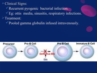 B cell(Immunology) | PPT