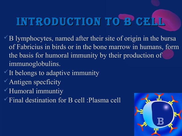 B cell(Immunology) | PPT