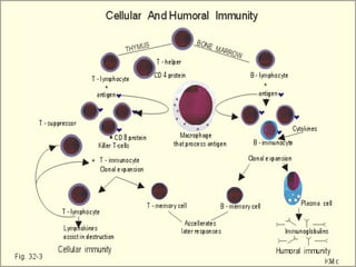 B cell(Immunology) | PPT
