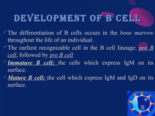 B cell(Immunology) | PPT
