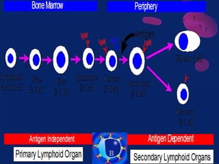 B cell(Immunology) | PPT