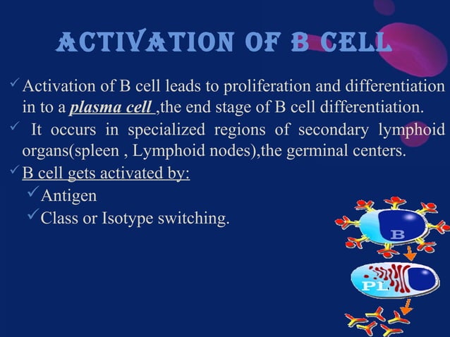 B cell(Immunology) | PPT