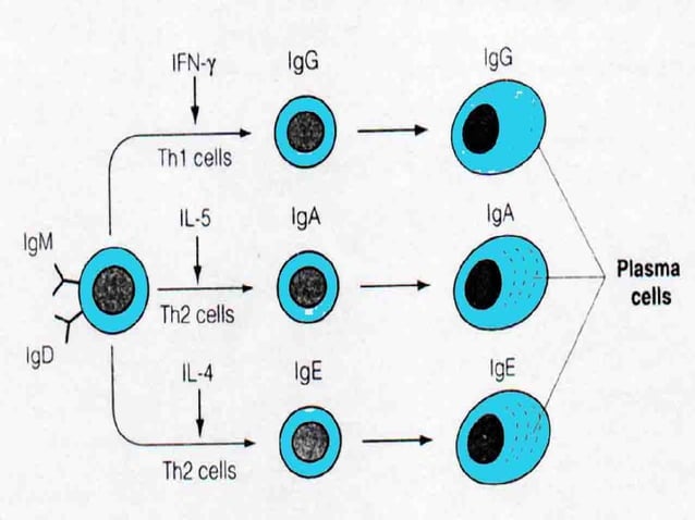 B cell(Immunology) | PPT
