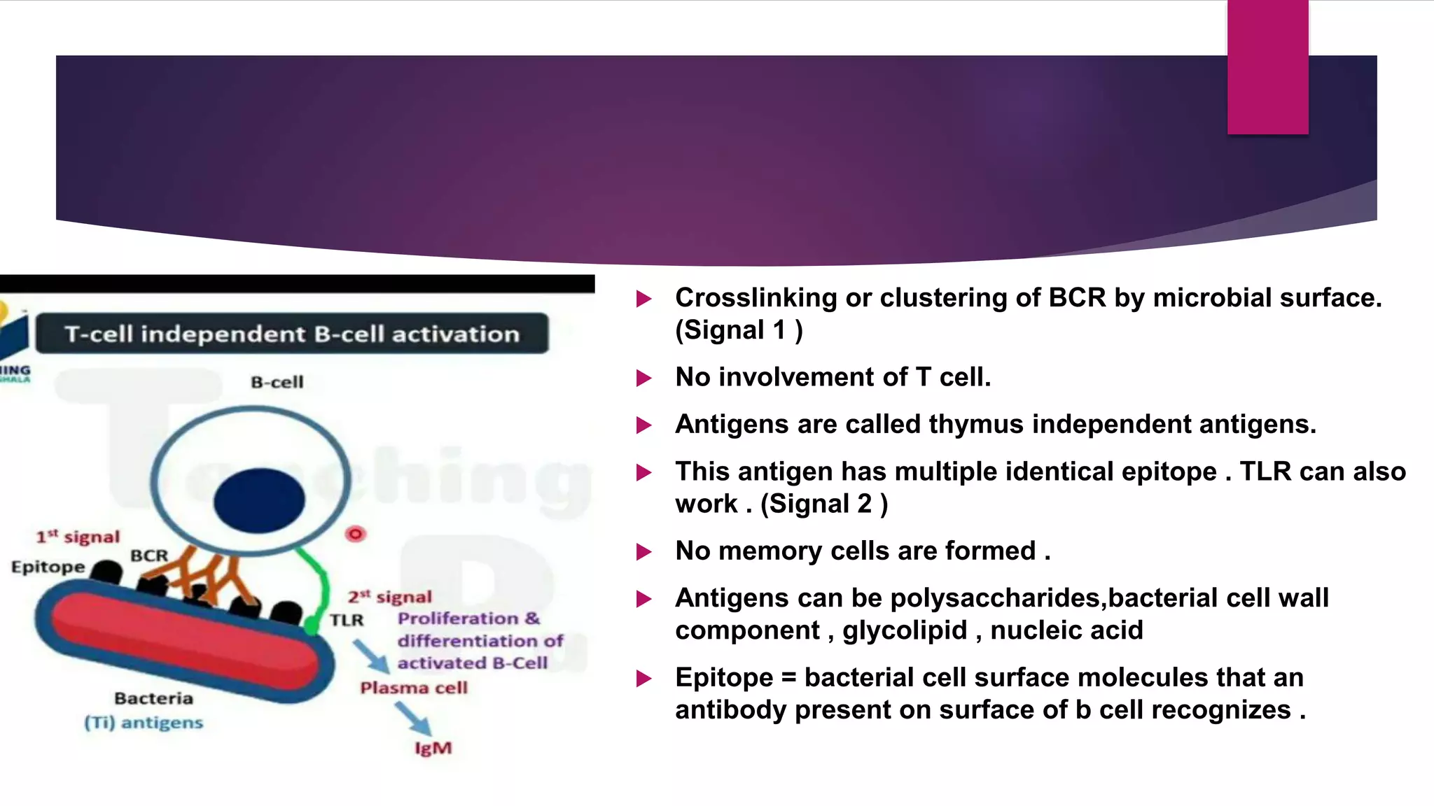 Bcell activation , differentiation and memory | PPTX