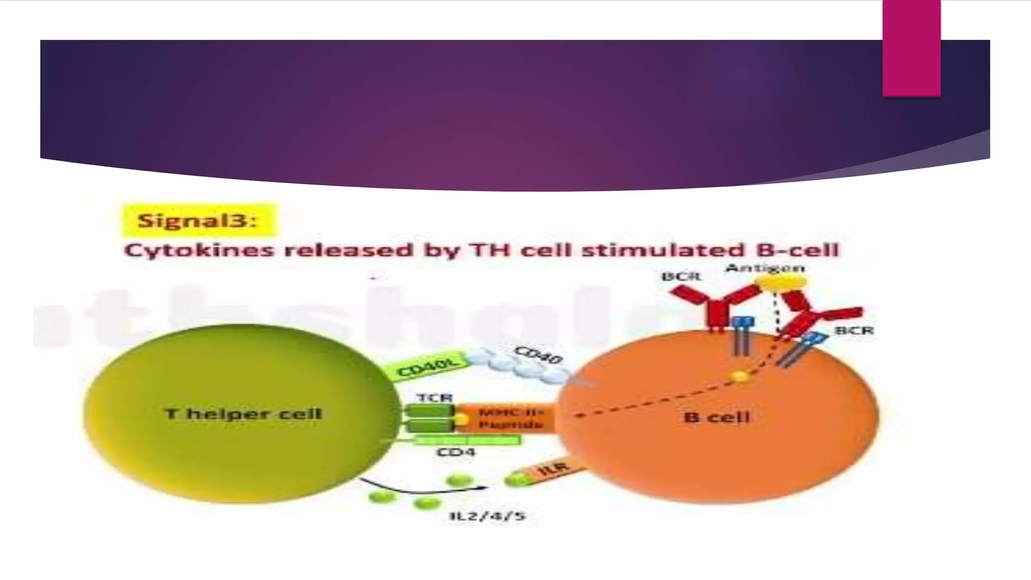 Bcell activation , differentiation and memory | PPTX