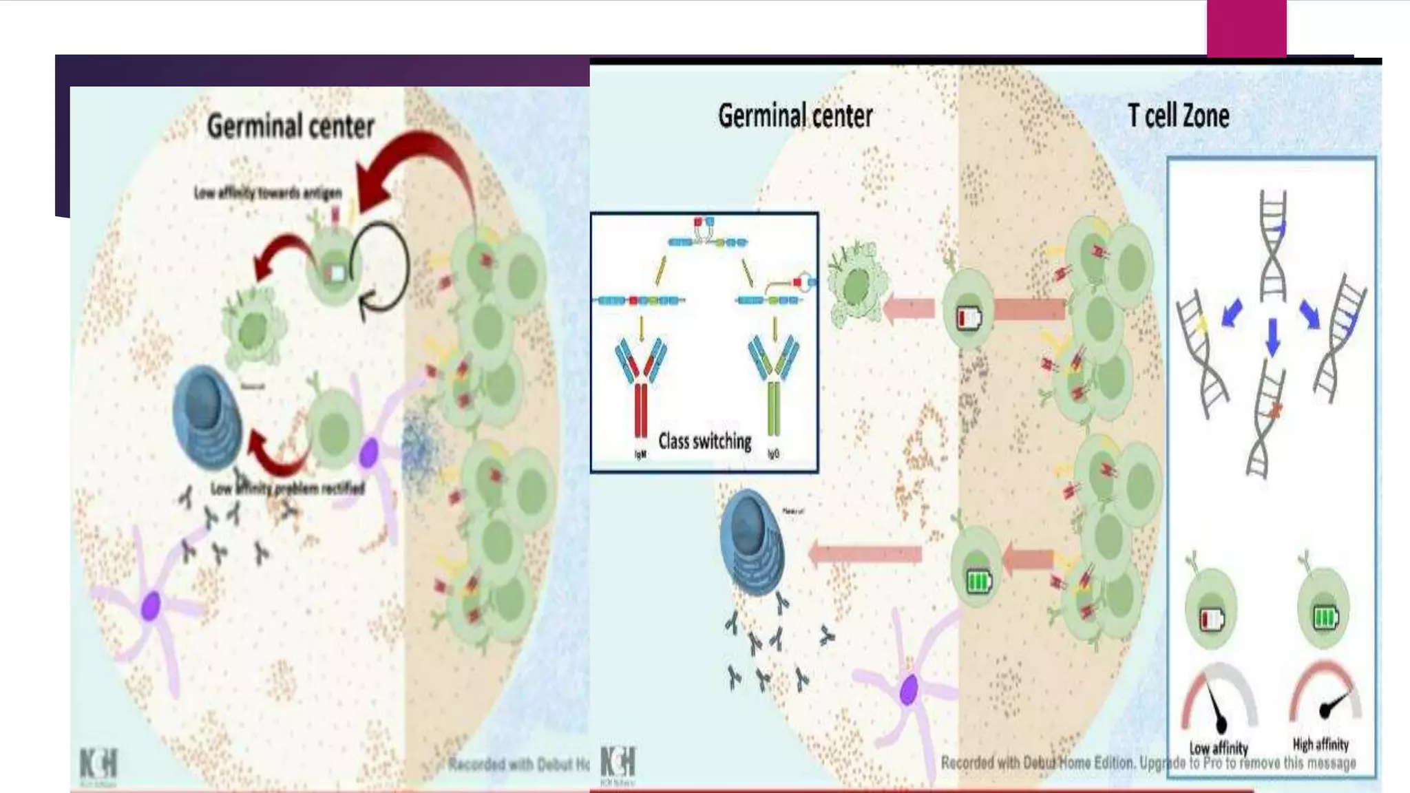Bcell activation , differentiation and memory | PPTX