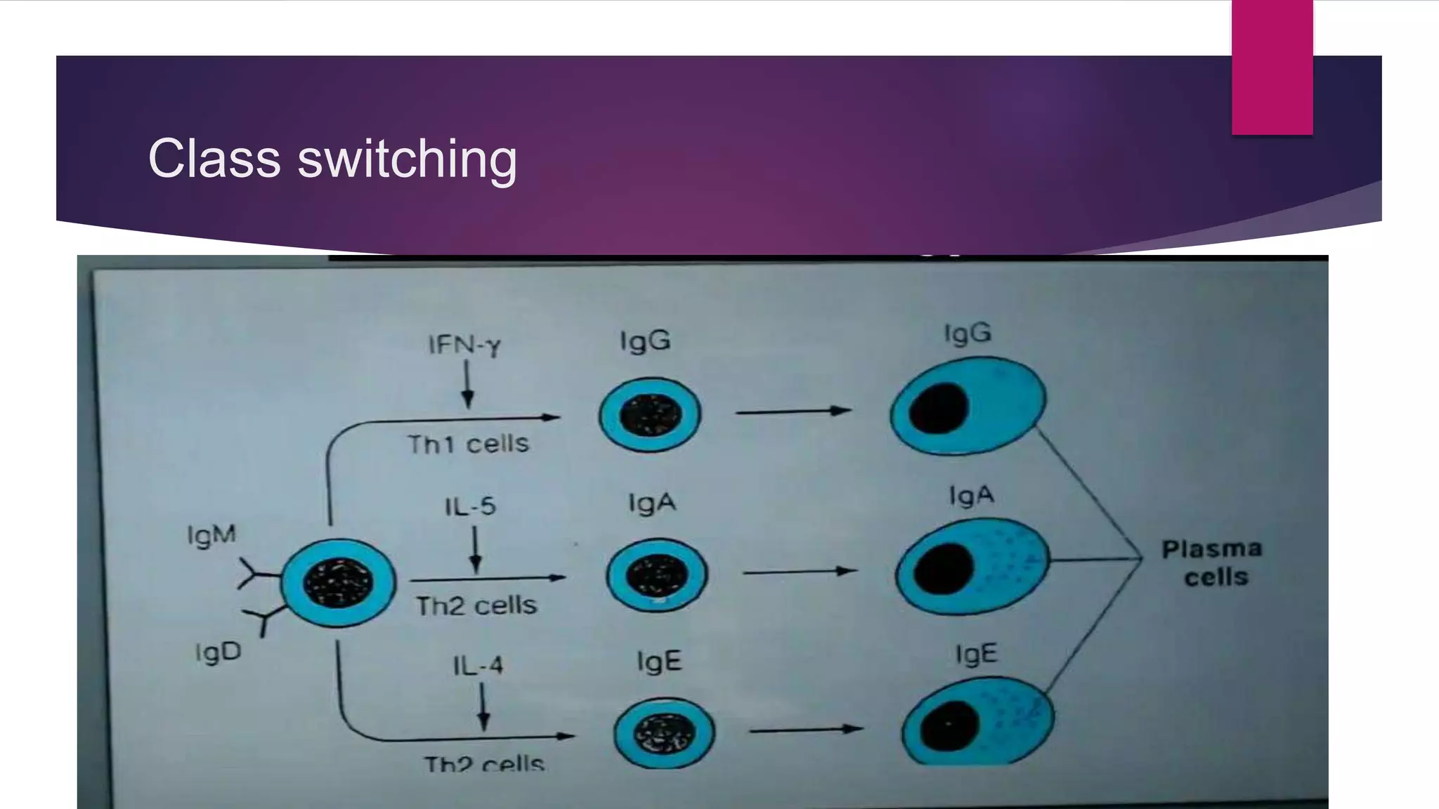 Bcell activation , differentiation and memory | PPTX