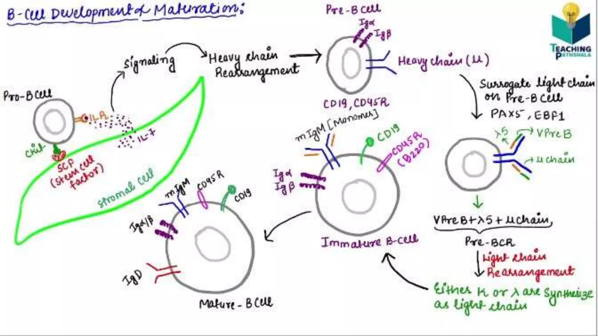 Bcell activation , differentiation and memory | PPTX