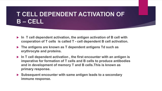 Bcell activation , differentiation and memory | PPTX