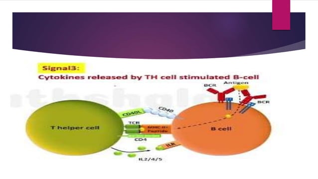 Bcell activation , differentiation and memory | PPTX