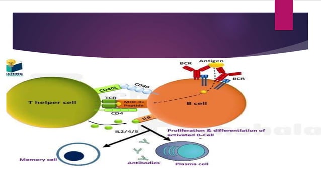 Bcell activation , differentiation and memory | PPTX