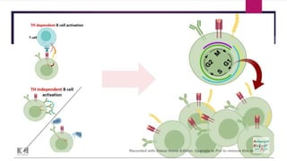 Bcell activation , differentiation and memory | PPTX