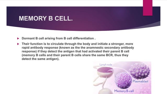 Bcell activation , differentiation and memory | PPTX