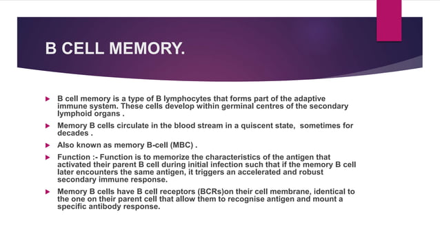 Bcell activation , differentiation and memory | PPTX