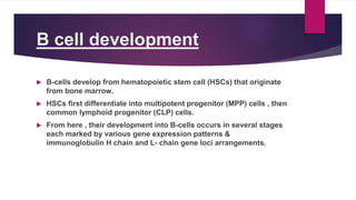 Bcell activation , differentiation and memory | PPTX